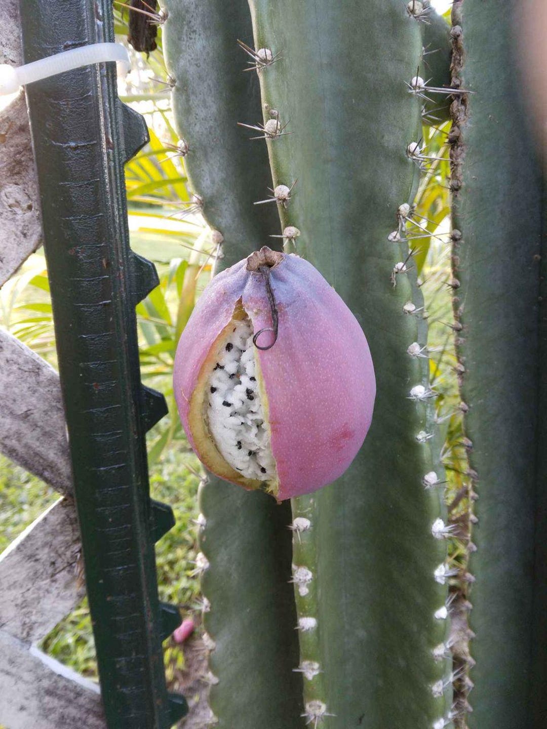 40 Peruvian Apple Cactus Seeds - Etsy
