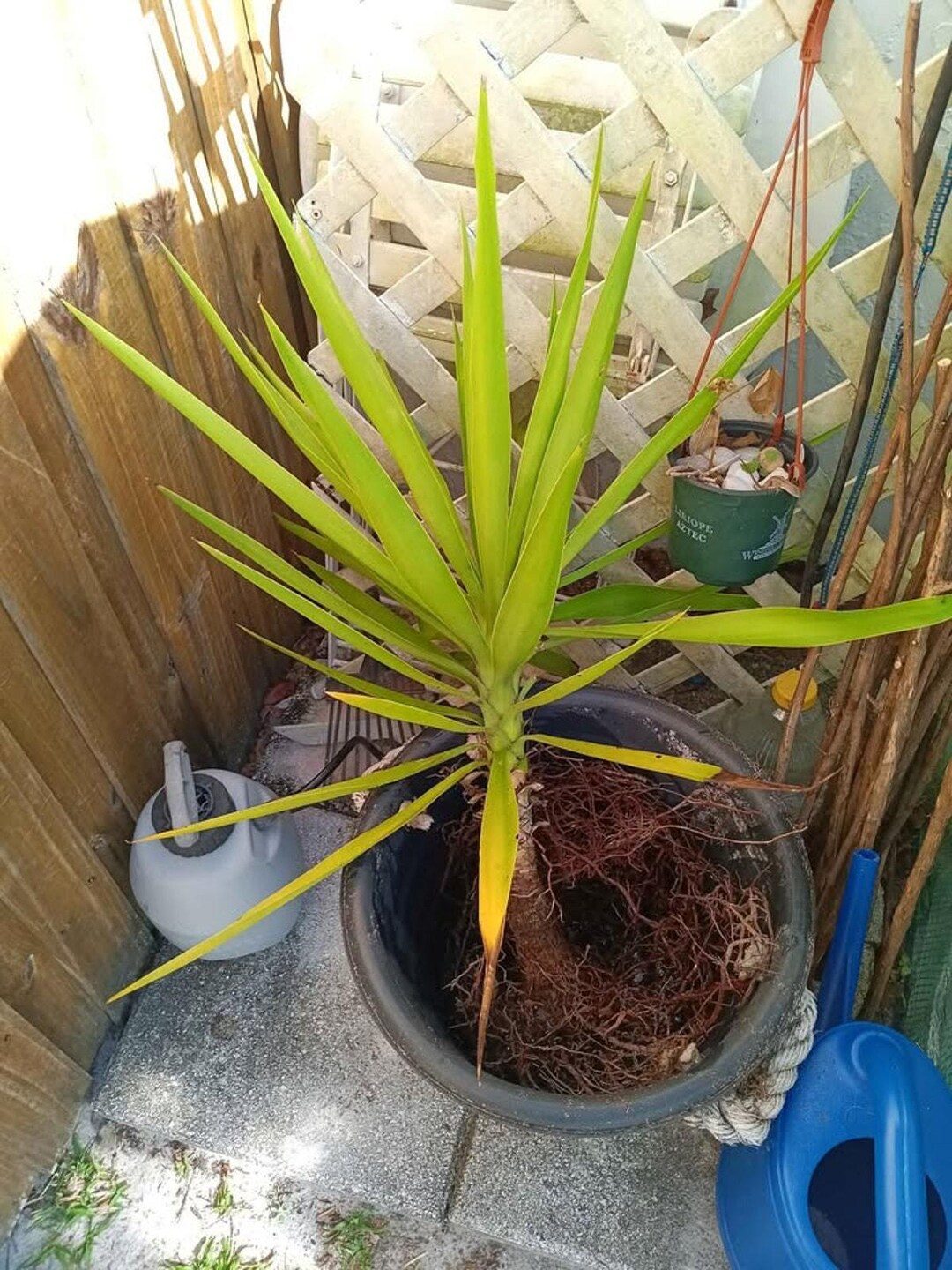 3 Ft Tall Yucca Cactus Spanish Sword Plant Very Rooted Fragrant White ...
