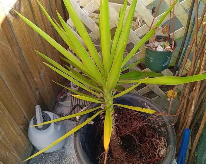 3 Ft Tall Yucca Cactus Spanish Sword Plant Very Rooted Fragrant White ...
