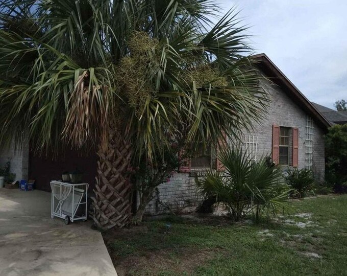 50 Sable Sabal Fan Palm SEEDS - Cold Hardy, Heat, Drought Tolerant - Etsy