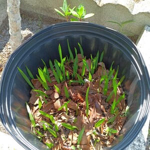 3 Single Leaf Sabal Sable Fan Palm Seedlings - Cold, Heat, Drought ...