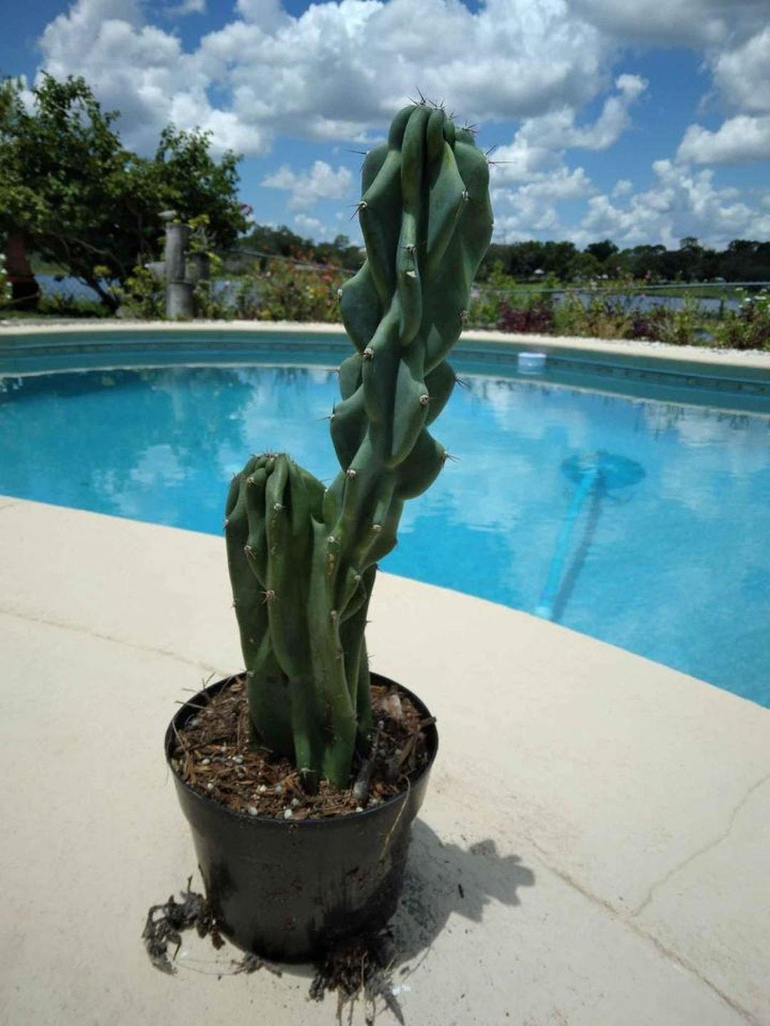 14 Tall Monstrose Peruvian Apple Cactus ship Bareroot White Flowers Red ...