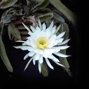 10" Deamia Testudo Climbing Cactus Cutting - White Flowers Red Spiney ...
