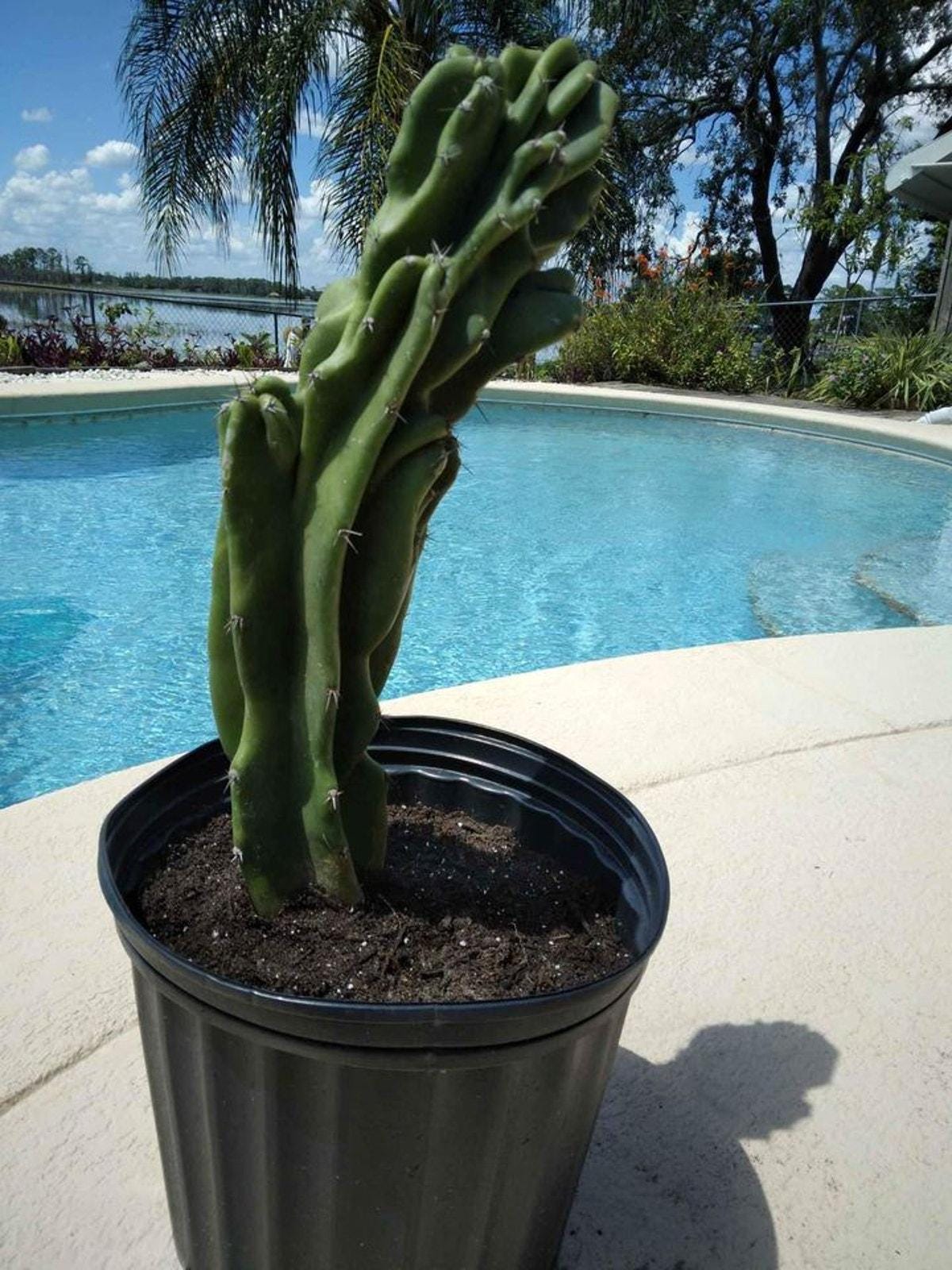 17 Monstrose Peruvian Apple Cactus Thick Heavy ship Bareroot or Deltona ...