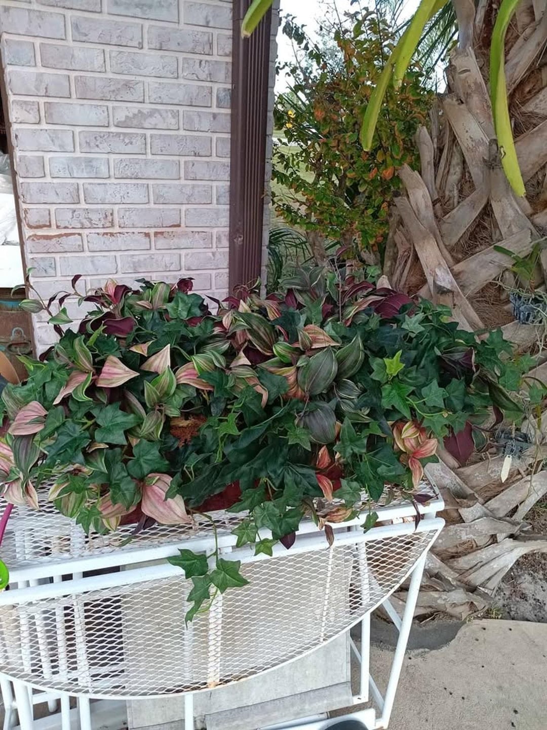 2 Ft Longx6" Wide Window Box of Artificial Ivey Flower Bouquet in Wood ...
