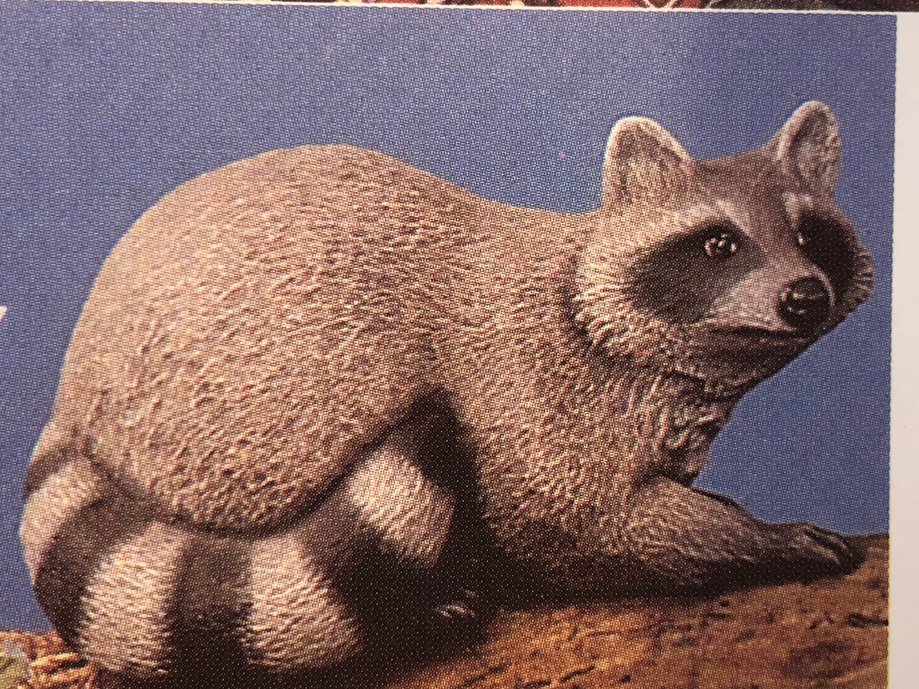 Scioto Molds Life Size Raccoon in Ceramic Bisque Ready to - Etsy