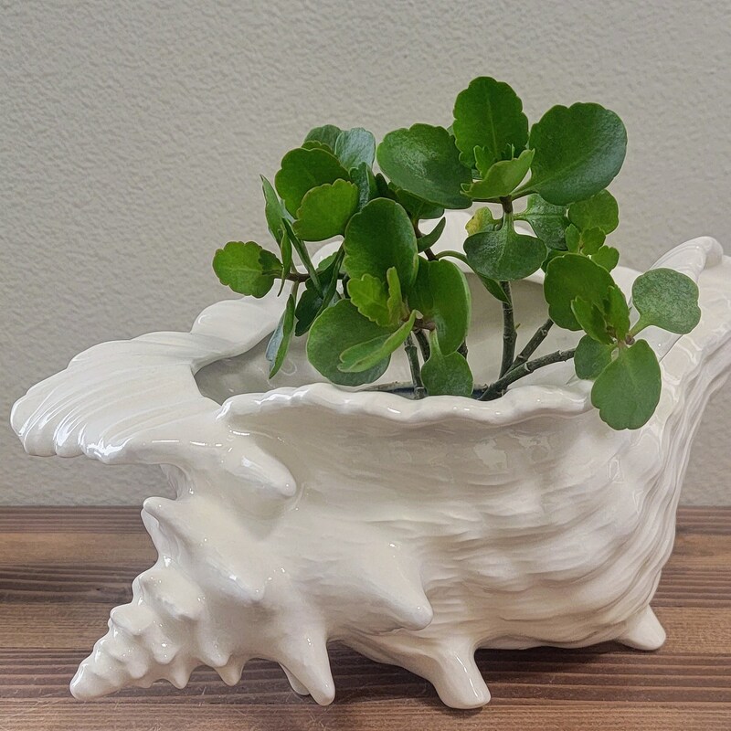 Conch Shell Planter - Etsy