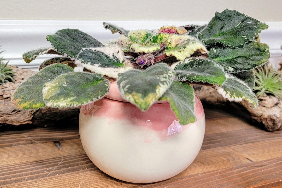 Handmade Small Ceramic Self Watering Pot: African Violet Planter - Etsy