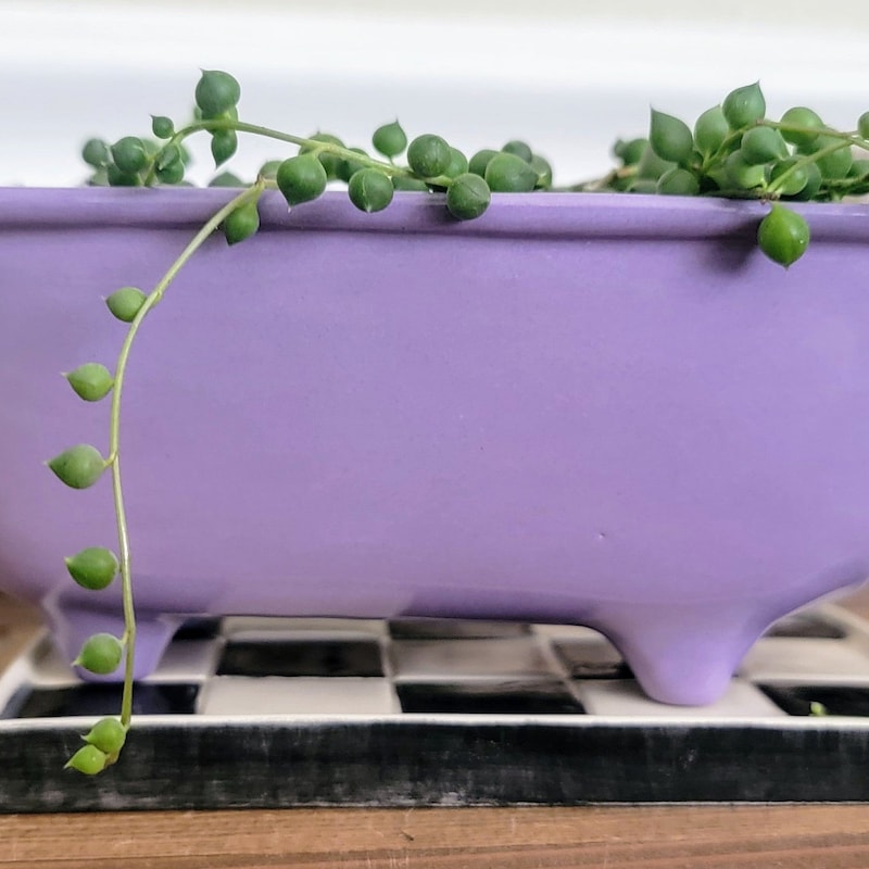 Green Tile Plant - Etsy