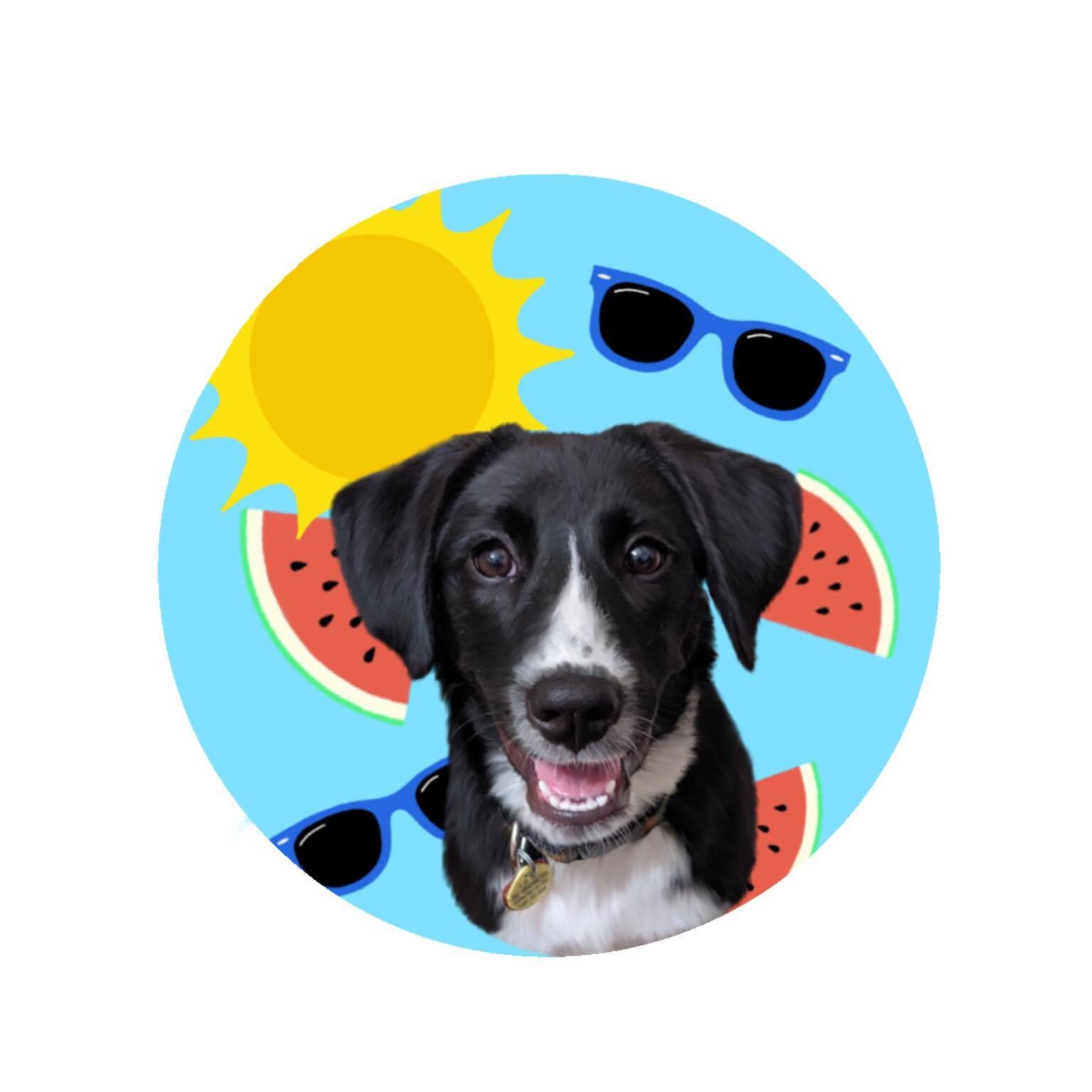 Pet Supplies Pet Portraits Pet Profile Picture Custom Digital Pet ...