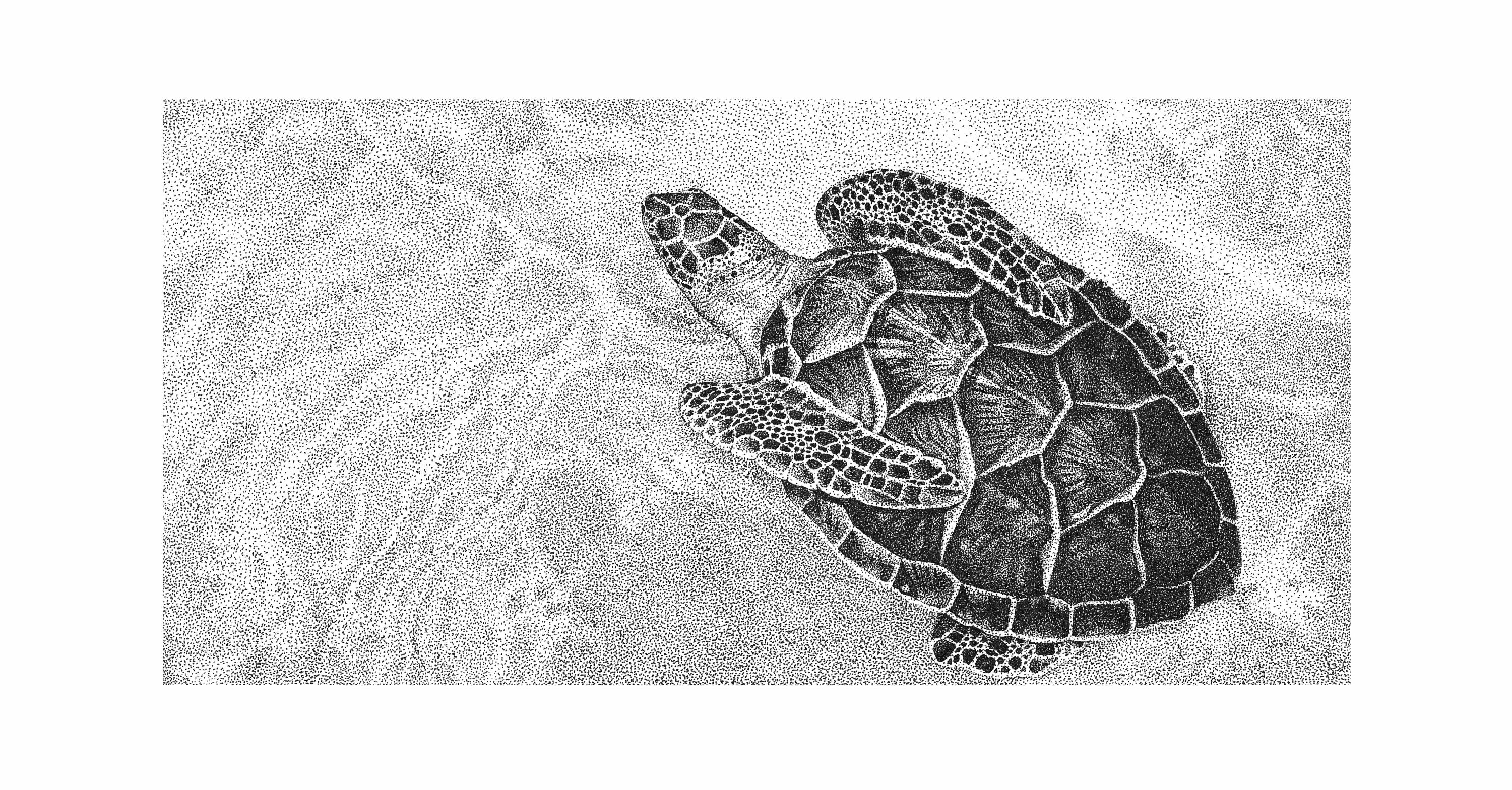 Turtle Art Print Sea Turtle Black and White Dotwork Illustration, Ocean ...
