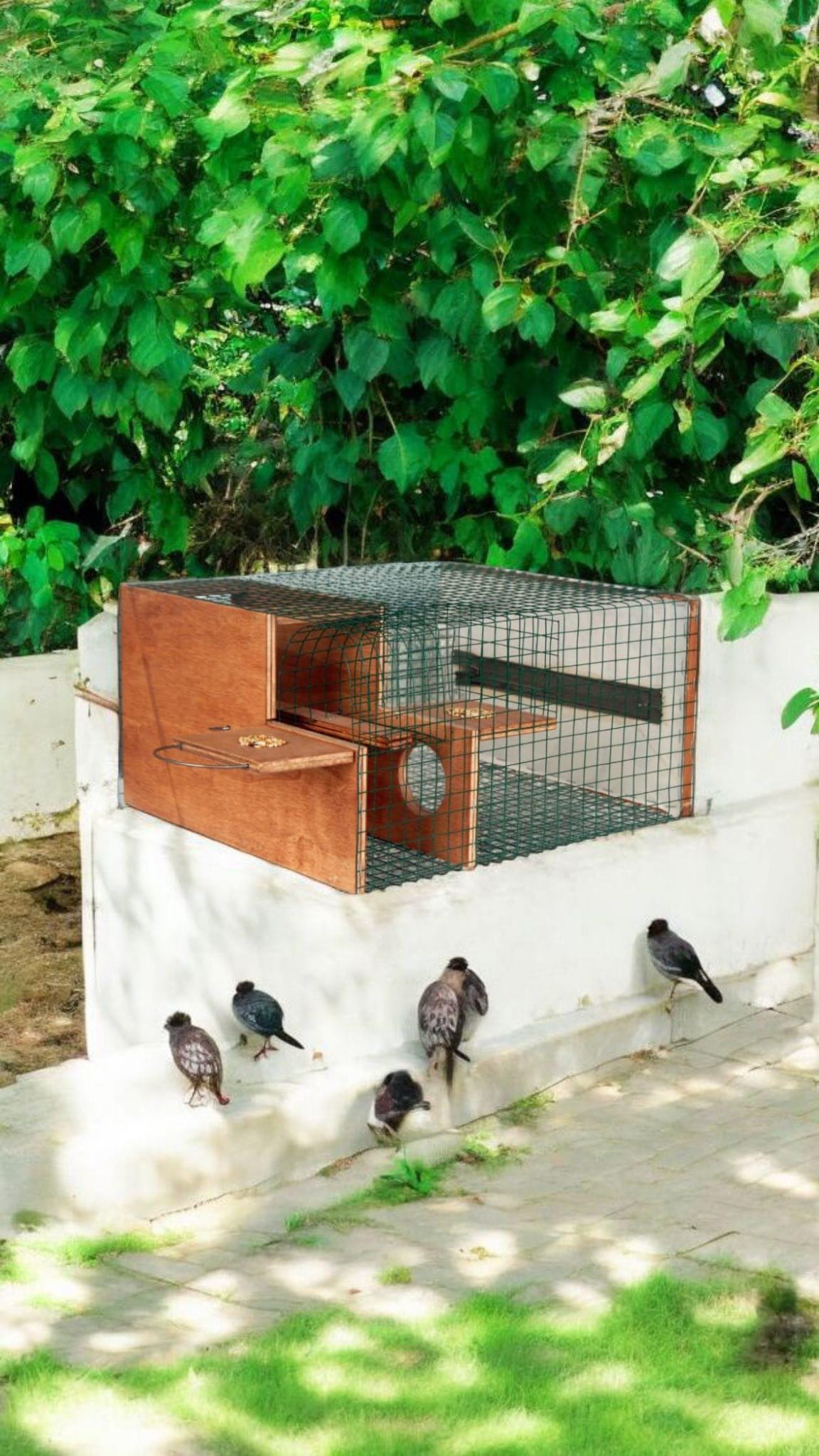 Sparrow Bird Trap Repeating Automatic Elevator Type New Model Trap New ...