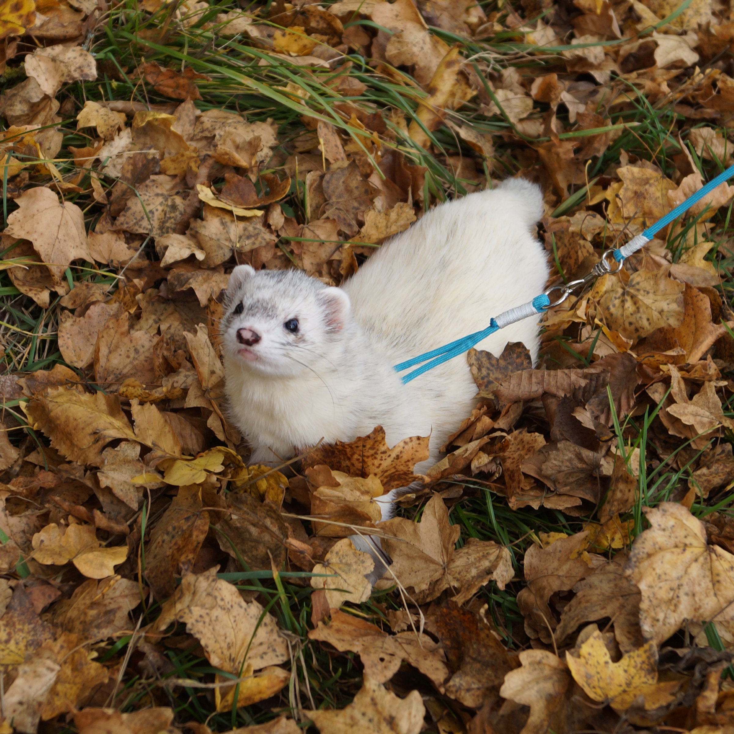 X Ferret Harness Figur 8 Ferret Harness lightgreen - Etsy