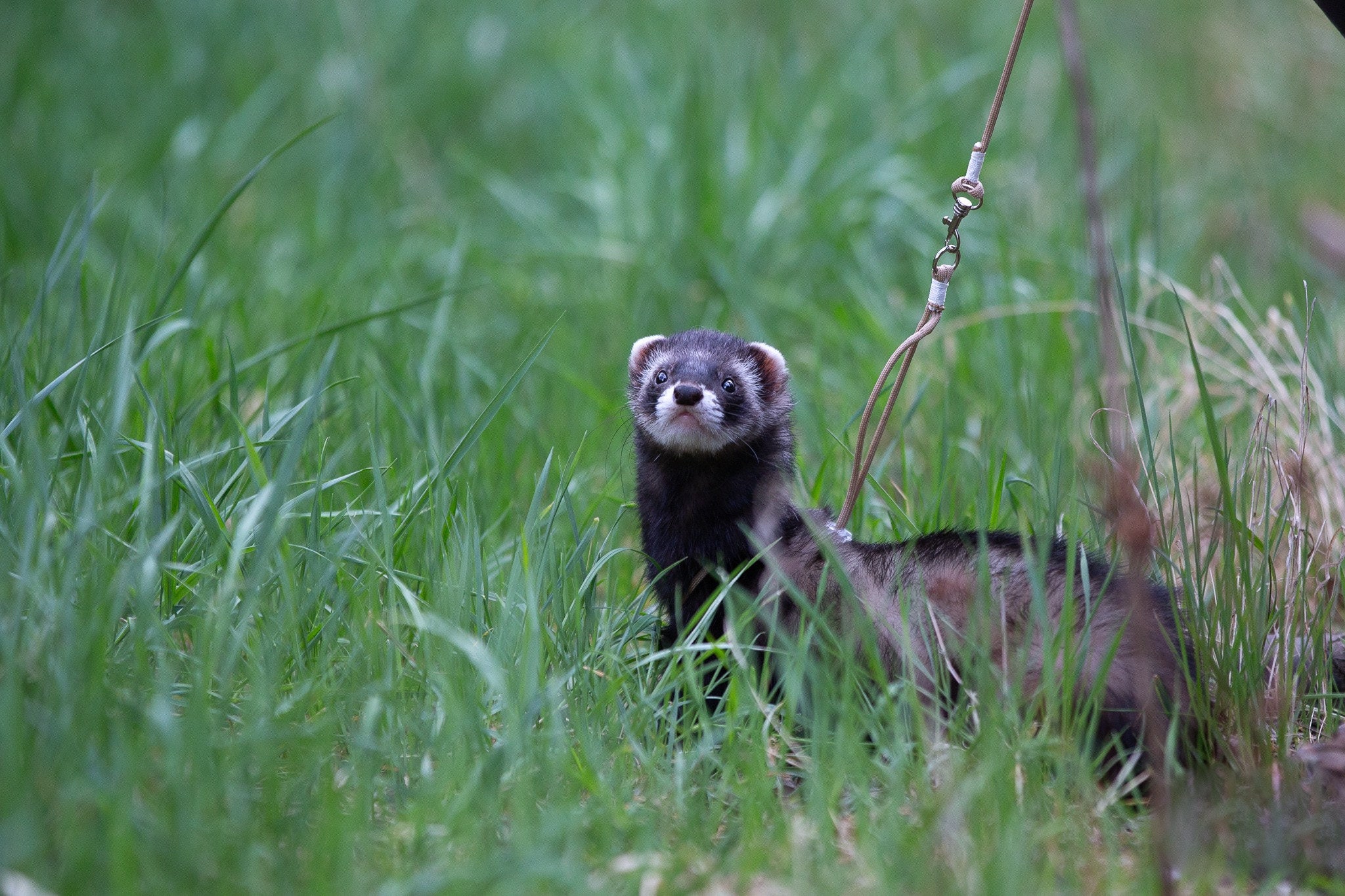 X Ferret Harness Figur 8 Ferret Harness lightgreen - Etsy