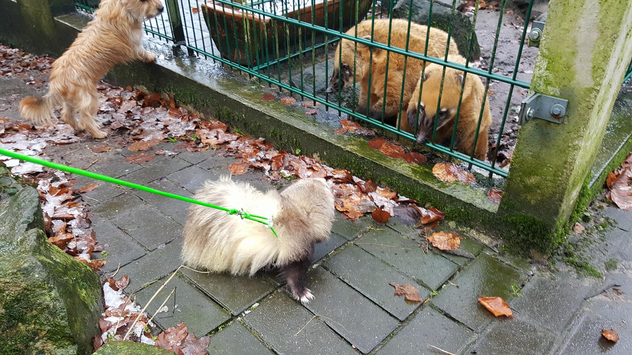 X Ferret Harness Figur 8 Ferret Harness lightgreen - Etsy