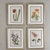 Gold Framed Botanical Prints, Set of 4, Vintage Original Wild Flower ...
