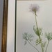 Vintage Botanical Prints, Set of 6, Gold Framed Wild Flower Prints ...