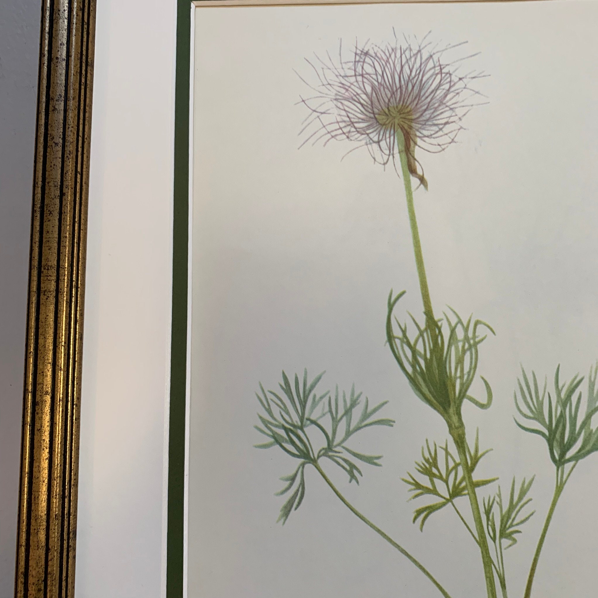 Vintage Botanical Prints Set of 6 Gold Framed Wild Flower - Etsy