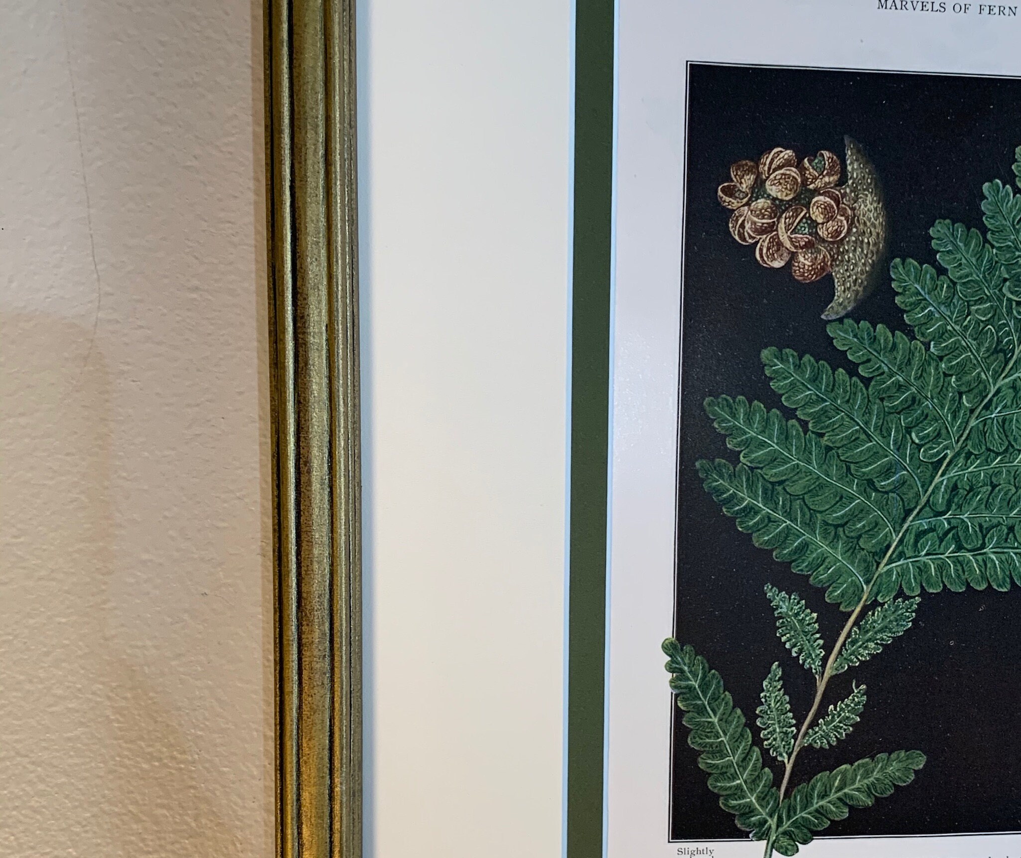 Vintage Botanical Prints Framed Fern Set of 2 Botanicals - Etsy