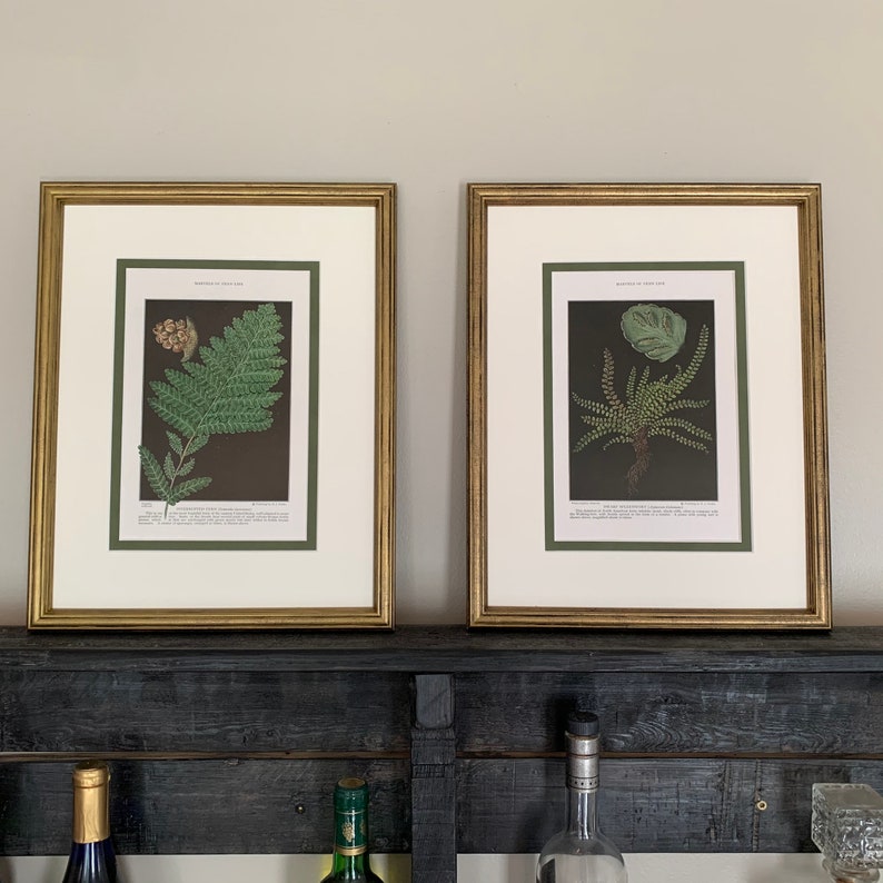 Vintage Botanical Prints Framed Fern Set of 2 Botanicals - Etsy