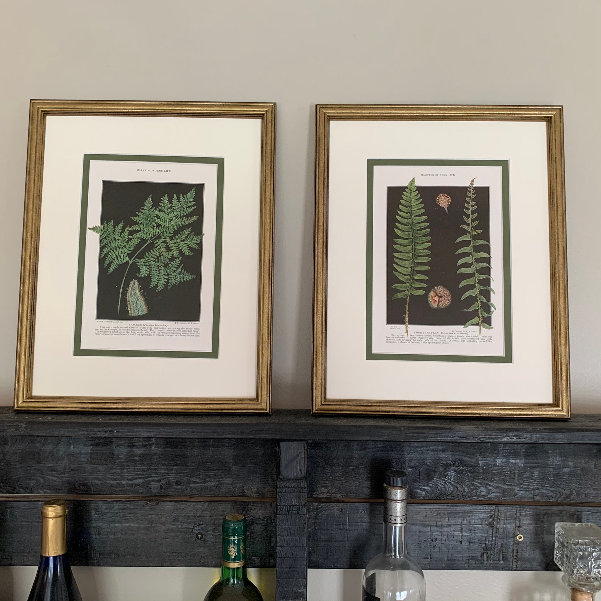 Vintage Botanical Prints, Framed Fern Prints Set of 2, Authentic 1925 ...