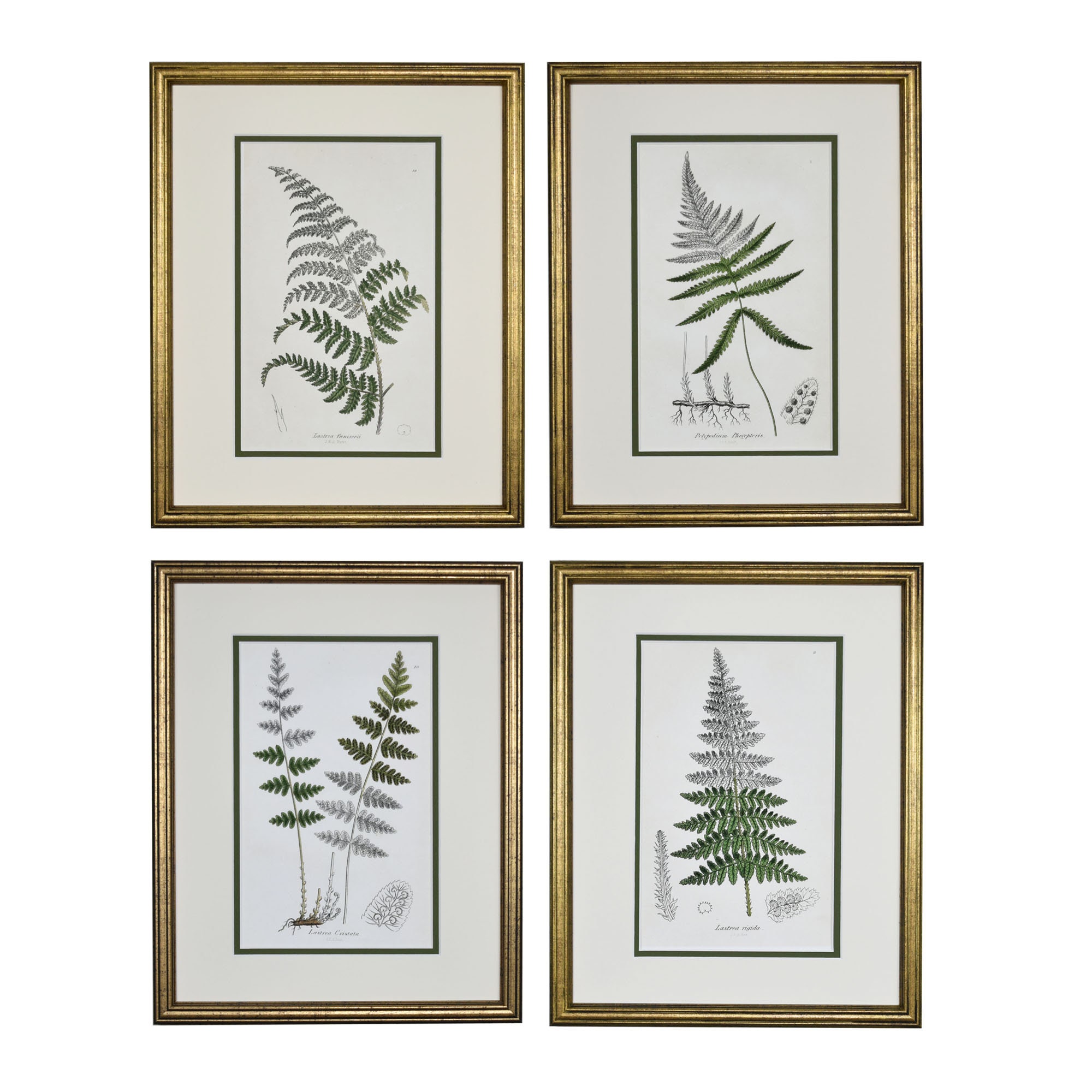 Vintage Botanical Prints, Gold Framed Set of 4 Fern Prints, Framed Wall ...