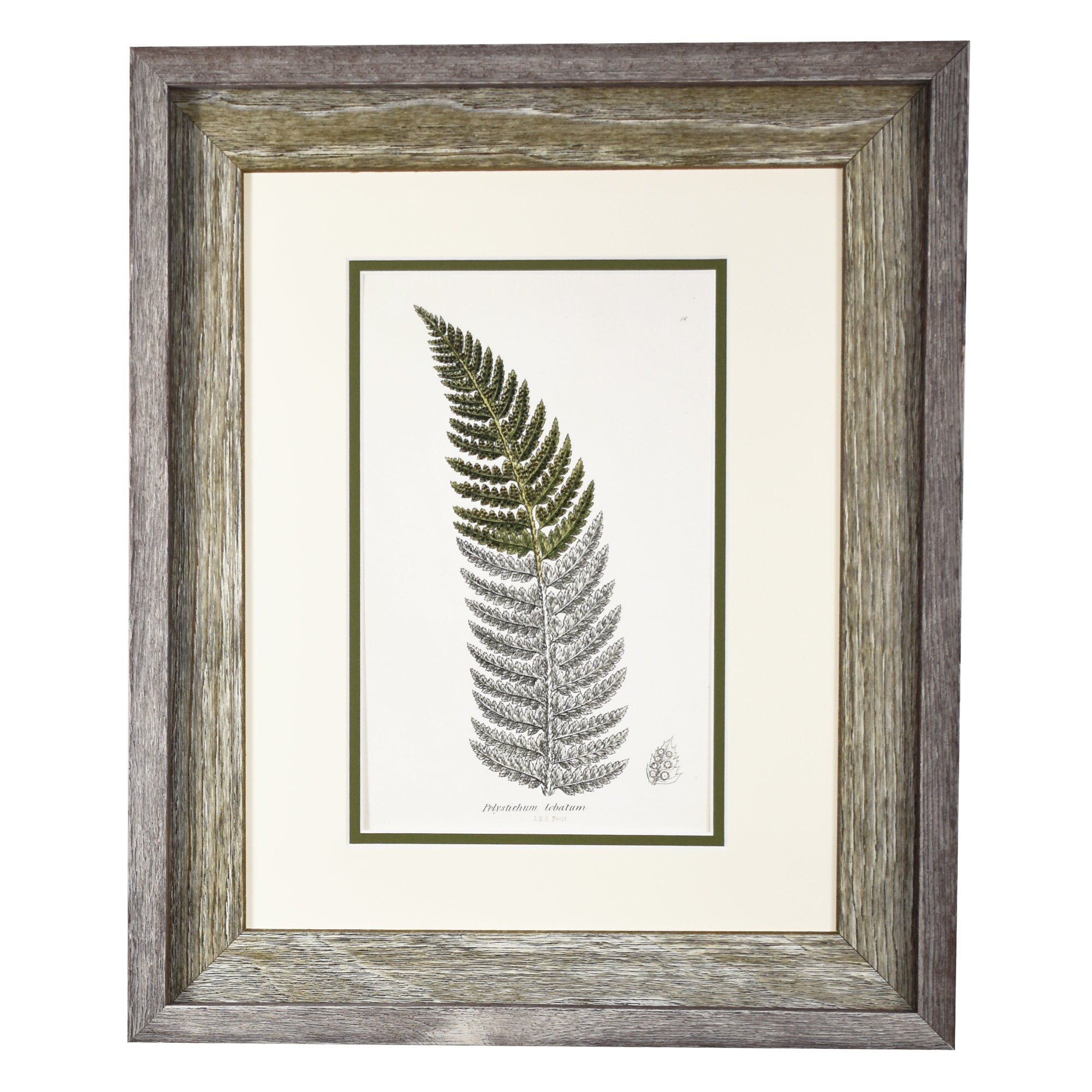 Vintage Style Botanical Prints Framed Fern Prints Set of 2 - Etsy