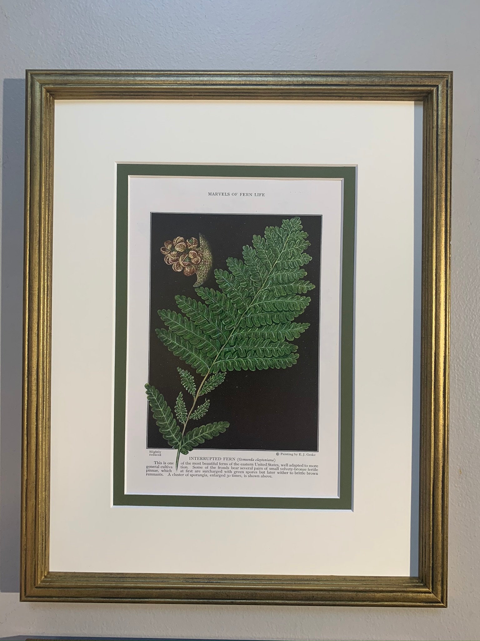 Vintage Botanical Prints Framed Fern Set of 2 Botanicals - Etsy