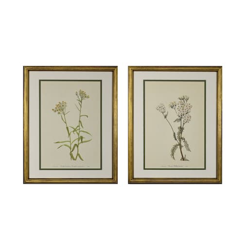 Gold Framed Botanical Prints Set of 4 Vintage Original Wild - Etsy