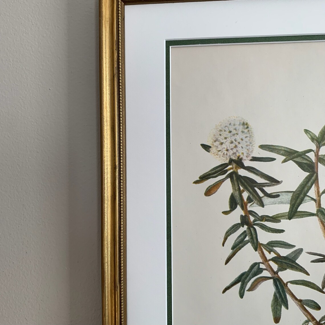 Gold Framed Botanical Prints Set of 4 Vintage Original Wild - Etsy