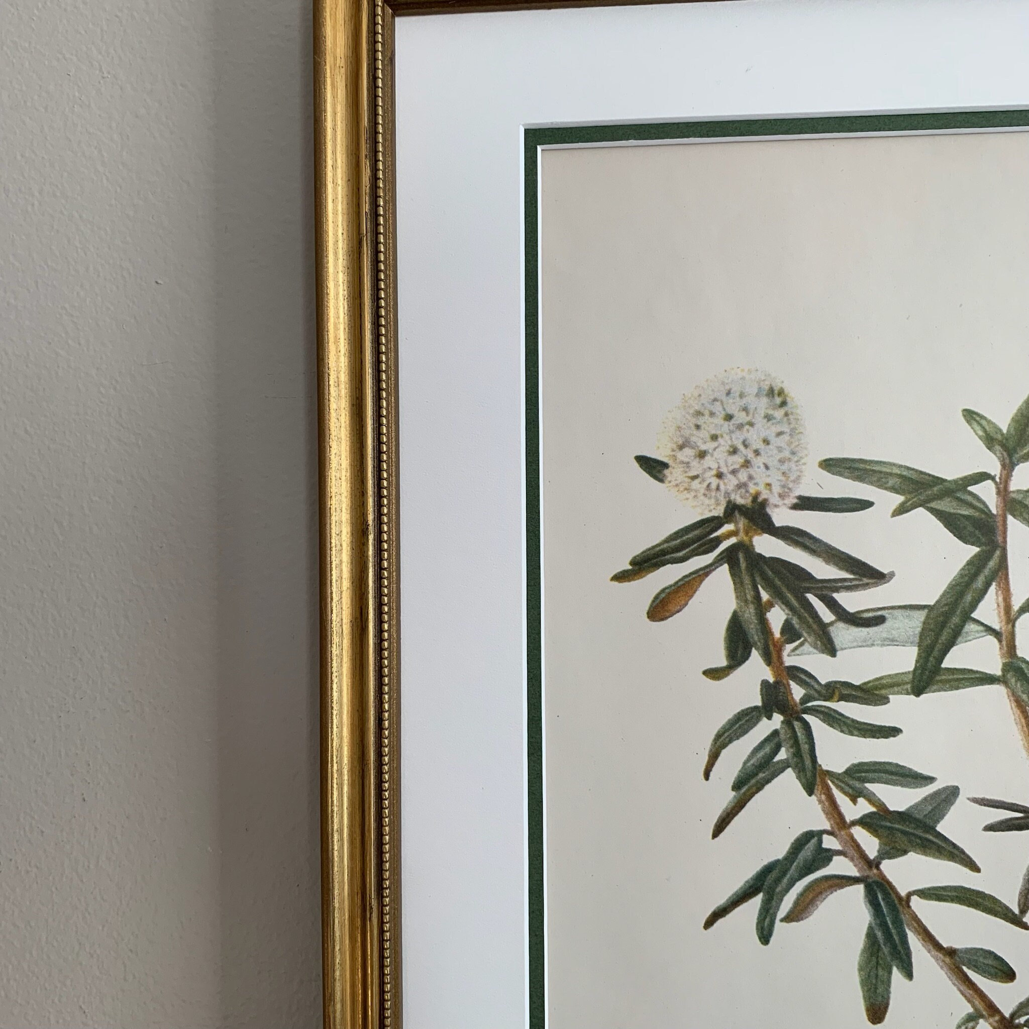 Gold Framed Botanical Prints Set of 4 Vintage Original Wild | Etsy
