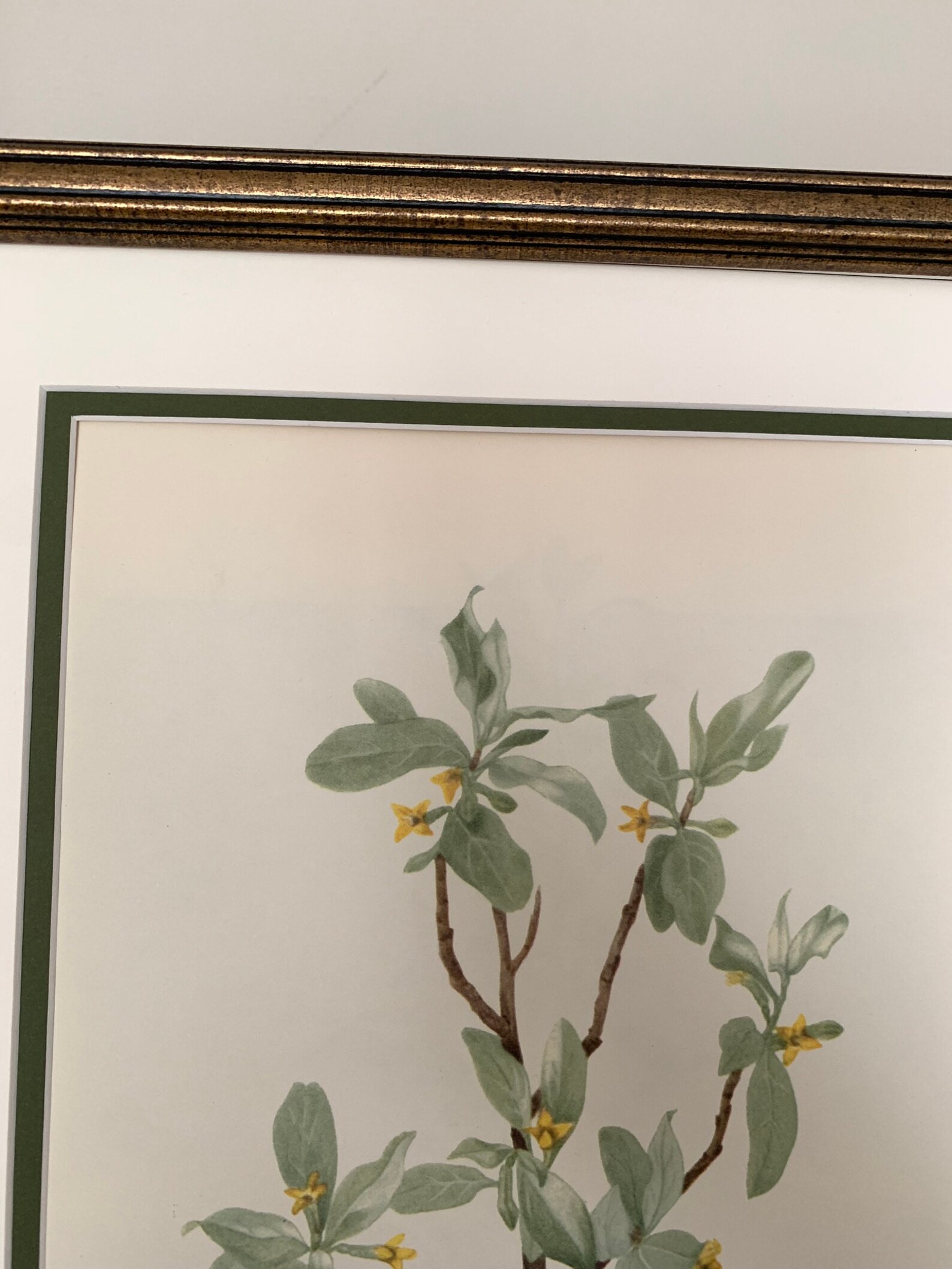 Vintage Botanical Prints Set of 2gold Framed Original Wild - Etsy