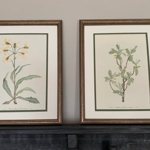 Vintage Botanical Prints, Set of 2,gold Framed Original Wild Flower ...