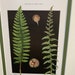 Vintage Botanical Prints, Framed Fern Prints Set of 2, Authentic 1925 ...