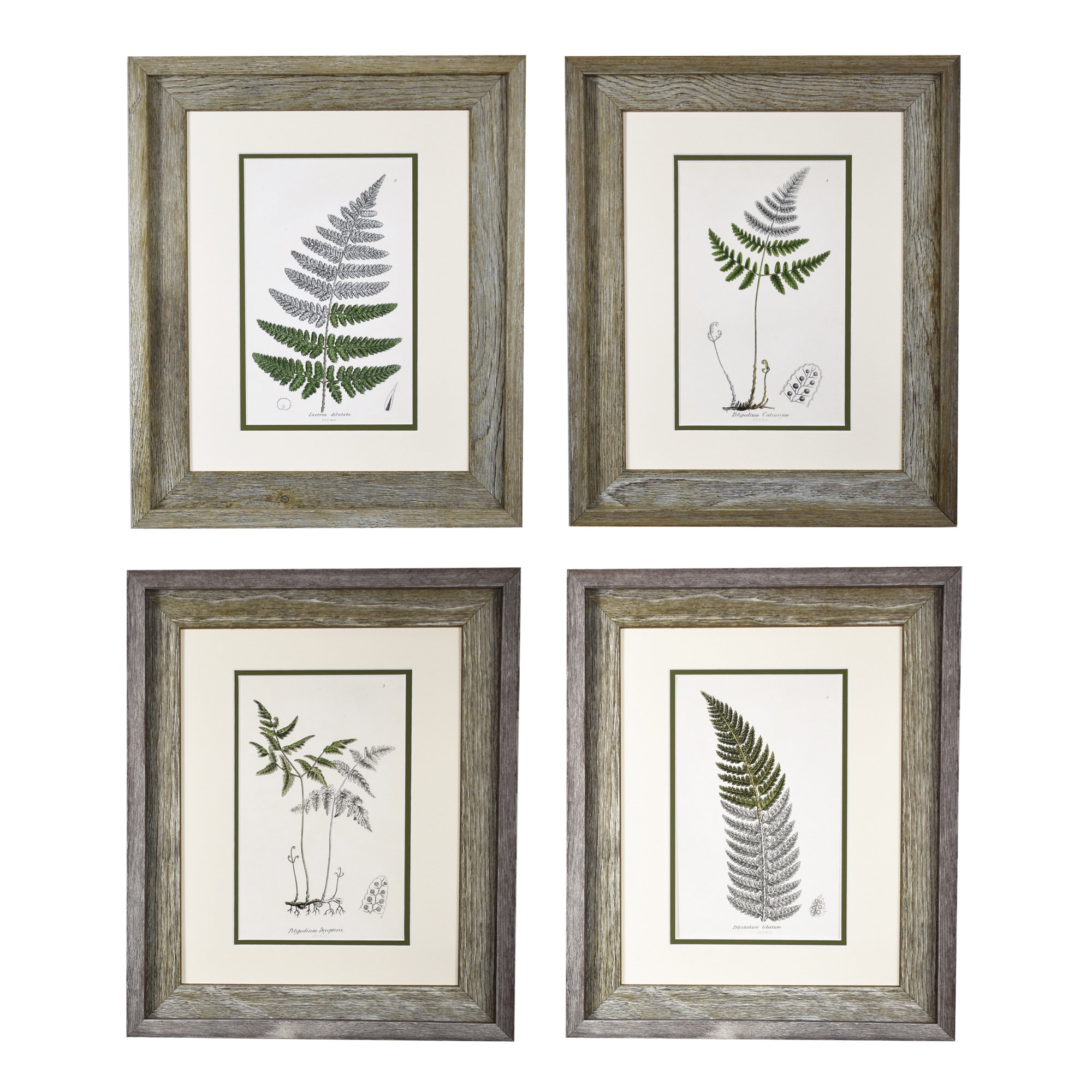 Vintage Style Botanical Prints Framed Fern Prints Set of 2 - Etsy