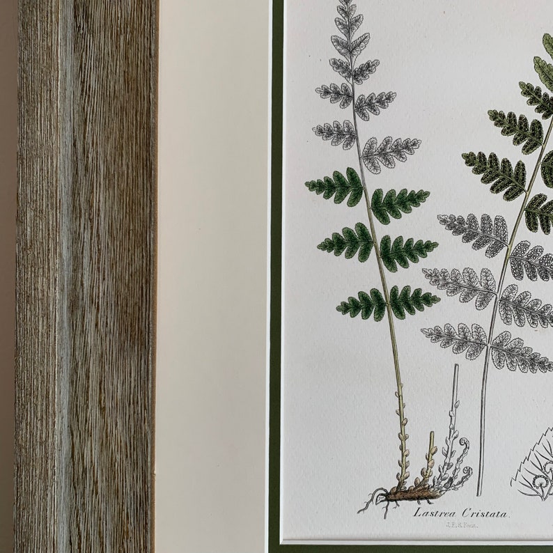 Vintage Botanical Prints Framed Set of 4 Fern Prints Rustic - Etsy