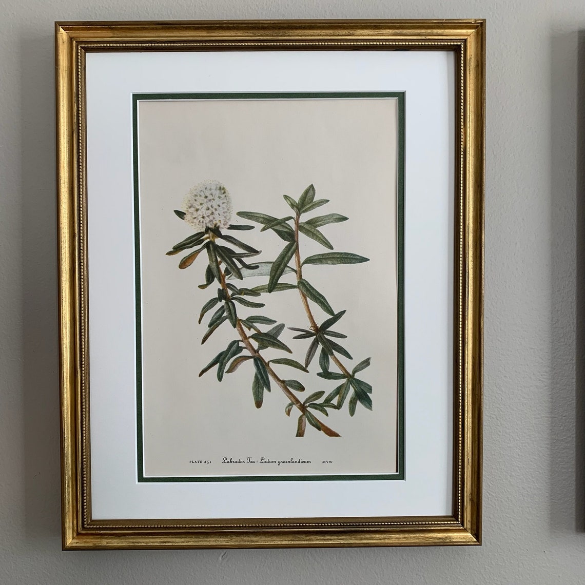 Gold Framed Botanical Prints Set of 4 Vintage Original Wild - Etsy