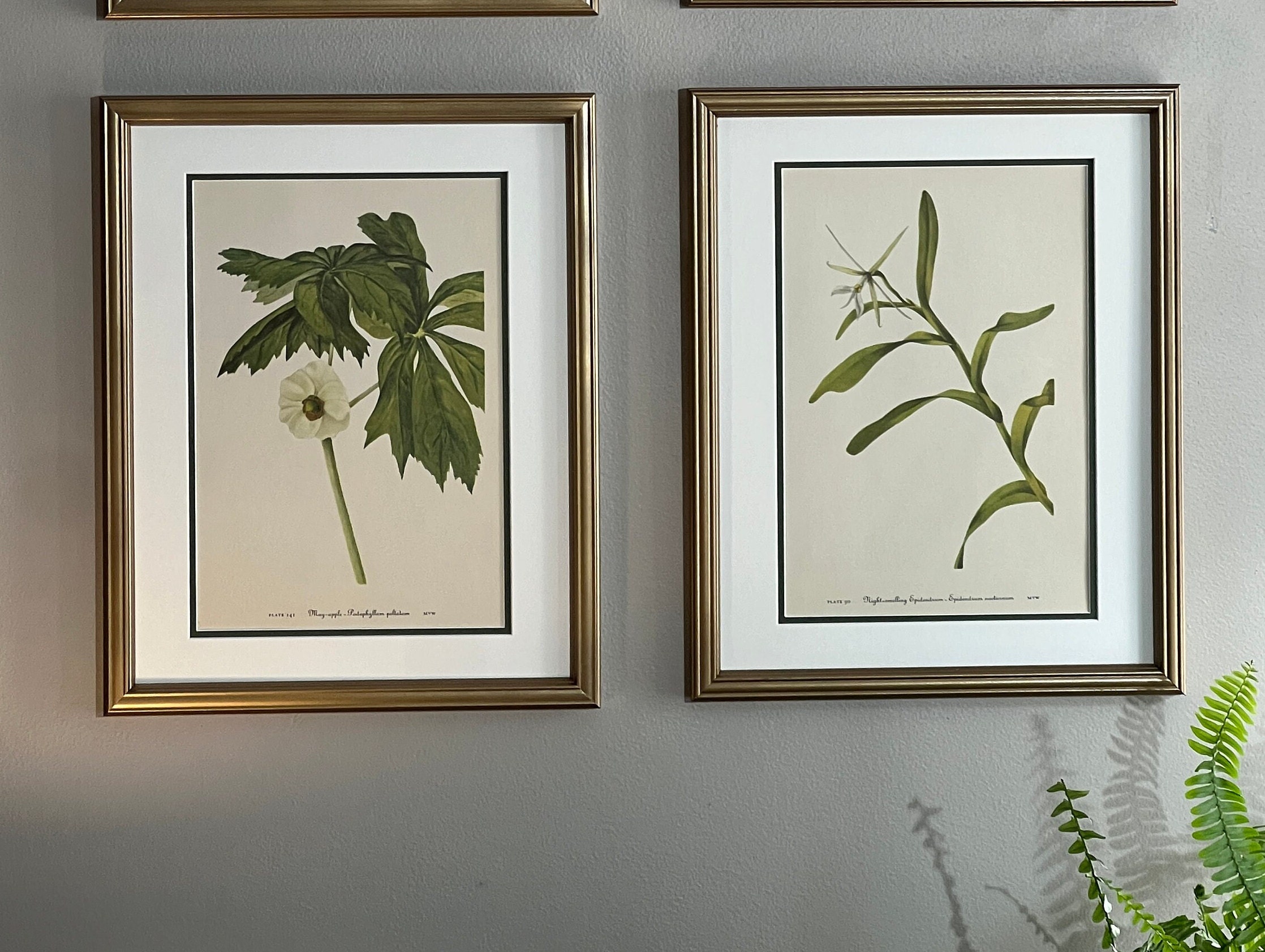 Gold Framed Botanical Prints, Set of 4, Vintage Original Wild Flower ...