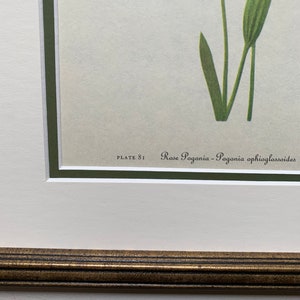 Vintage Botanical Prints, Set of 6, Gold Framed Wild Flower Prints ...