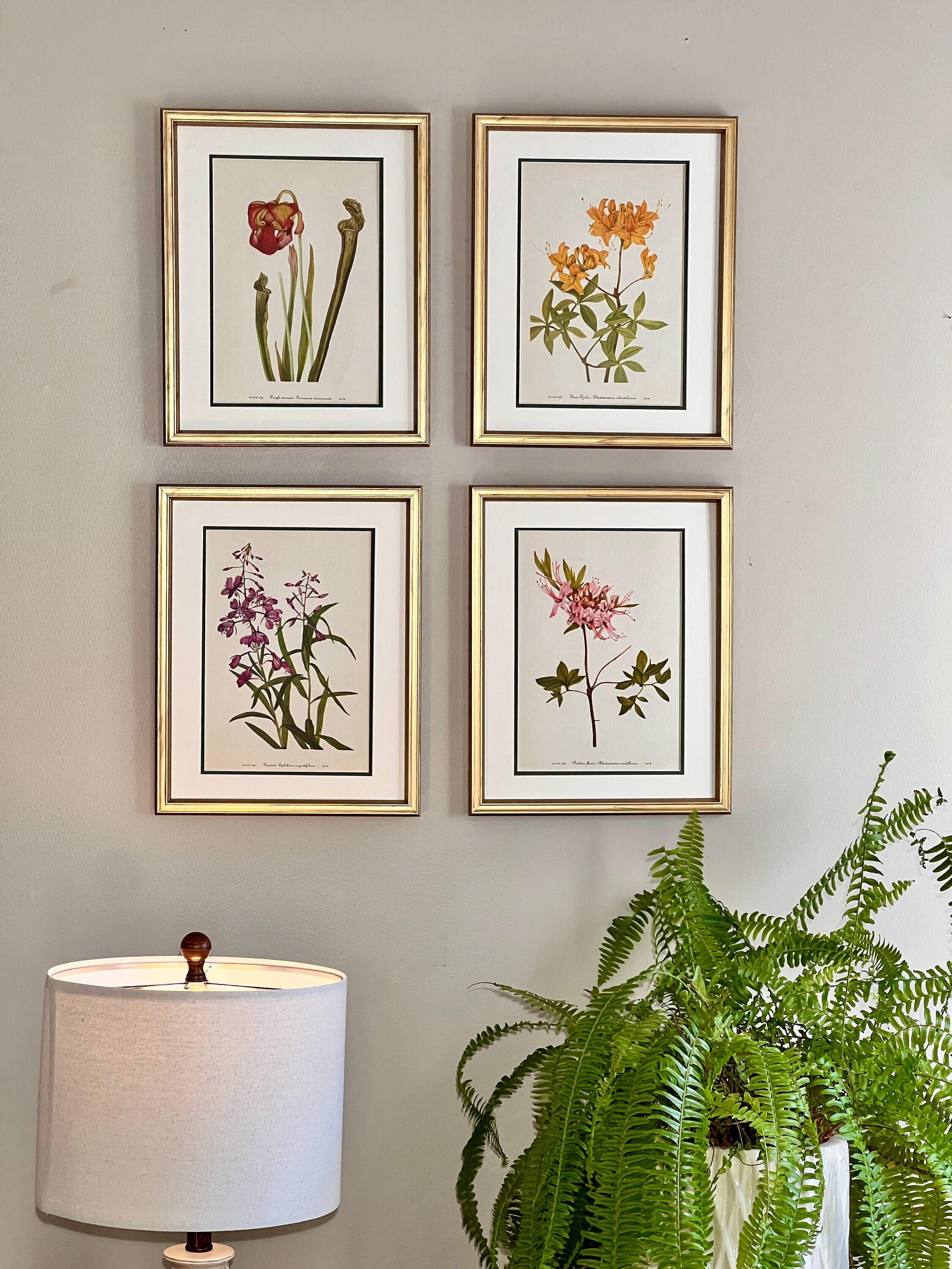 Vintage Botanical Prints, Set of 4, Framed Original Wild Flower Prints ...