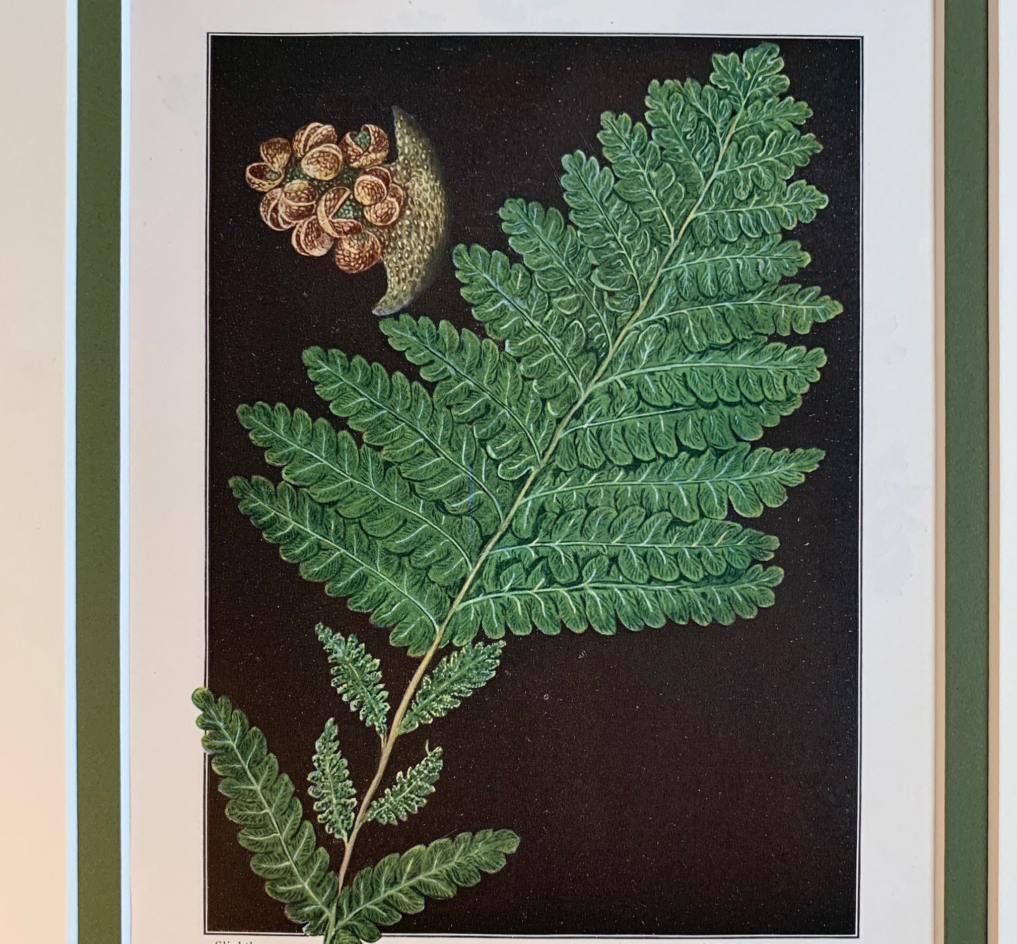 Vintage Botanical Prints Framed Fern Set of 2 Botanicals - Etsy