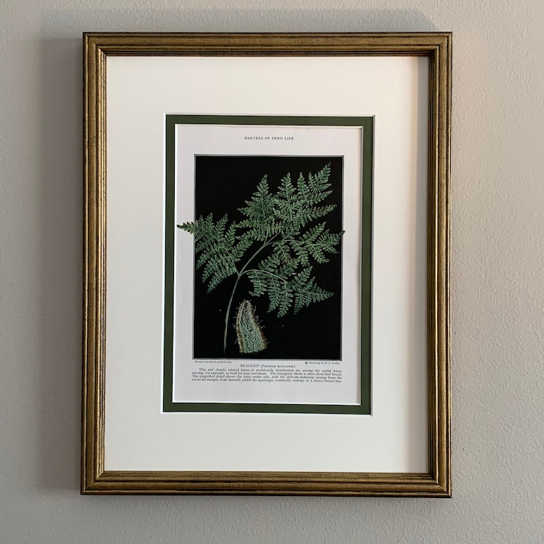 Vintage Botanical Prints Framed Fern Prints Set of 2 - Etsy