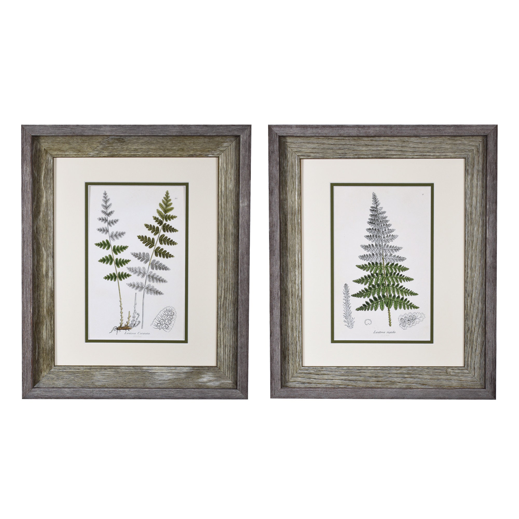 Vintage Style Botanical Prints Framed Fern Prints Set of 2 - Etsy