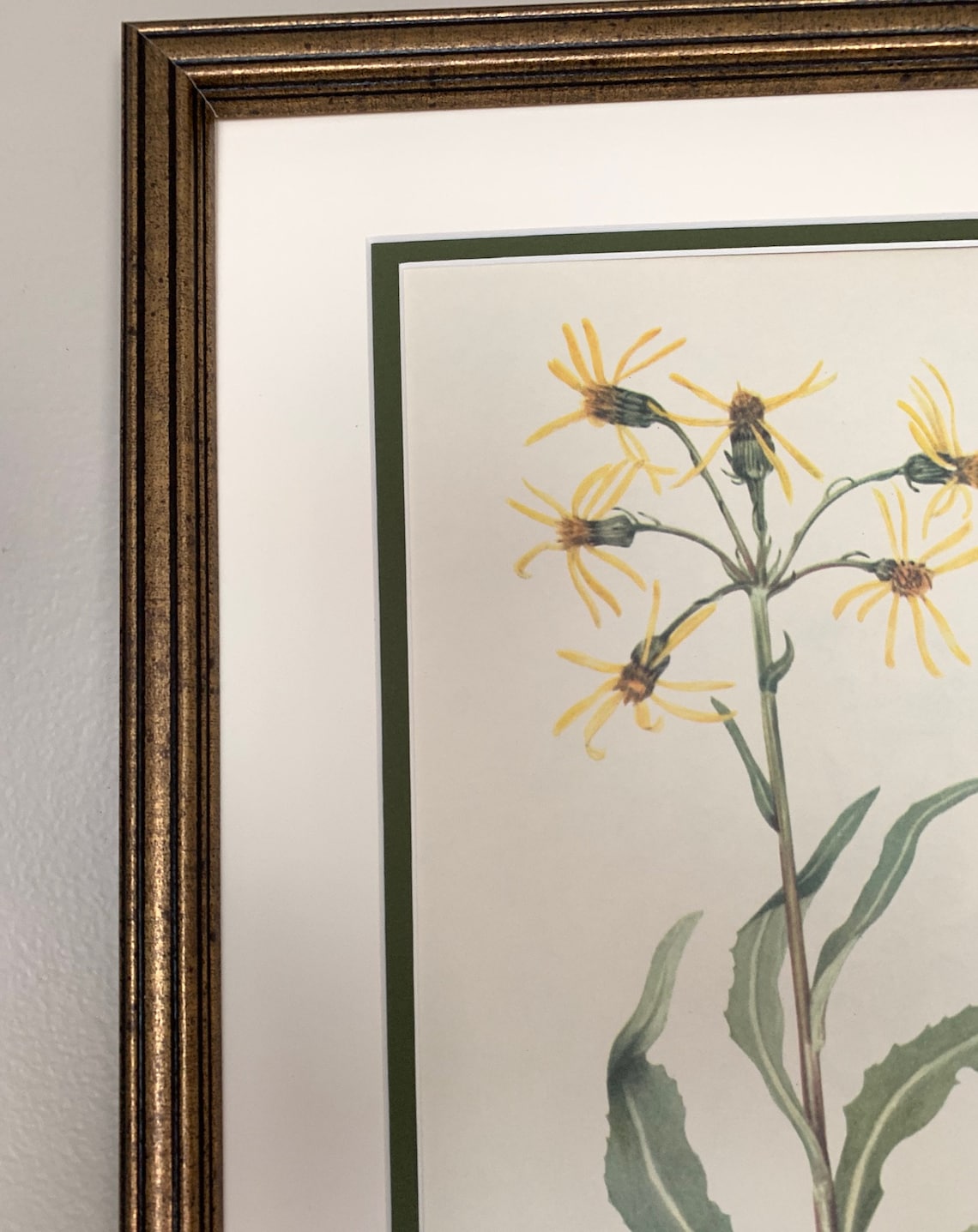 Vintage Botanical Prints Set of 2gold Framed Original Wild | Etsy