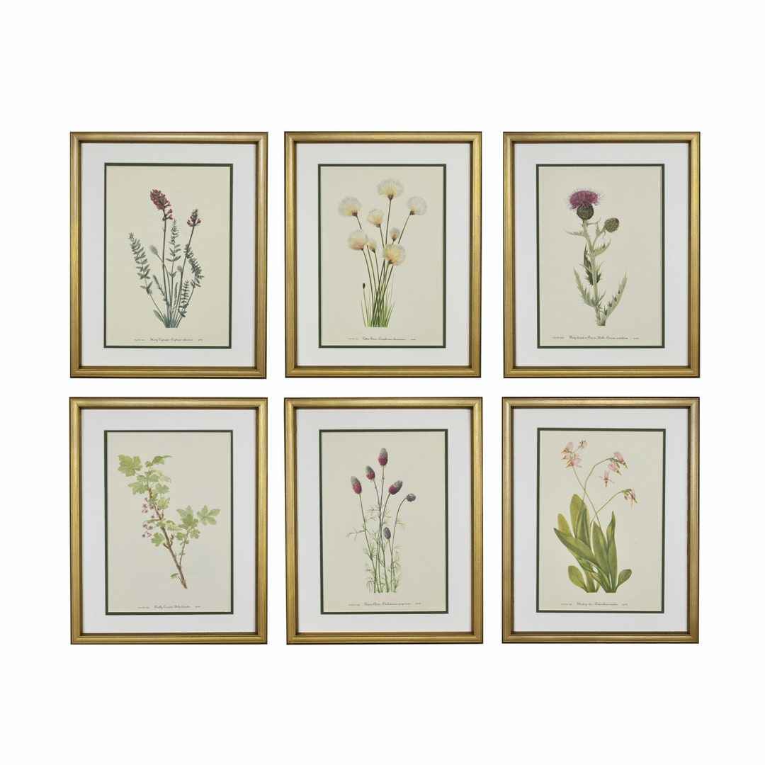 Framed Vintage Botanical Print Set of 6, Original Flower Botanical Set ...