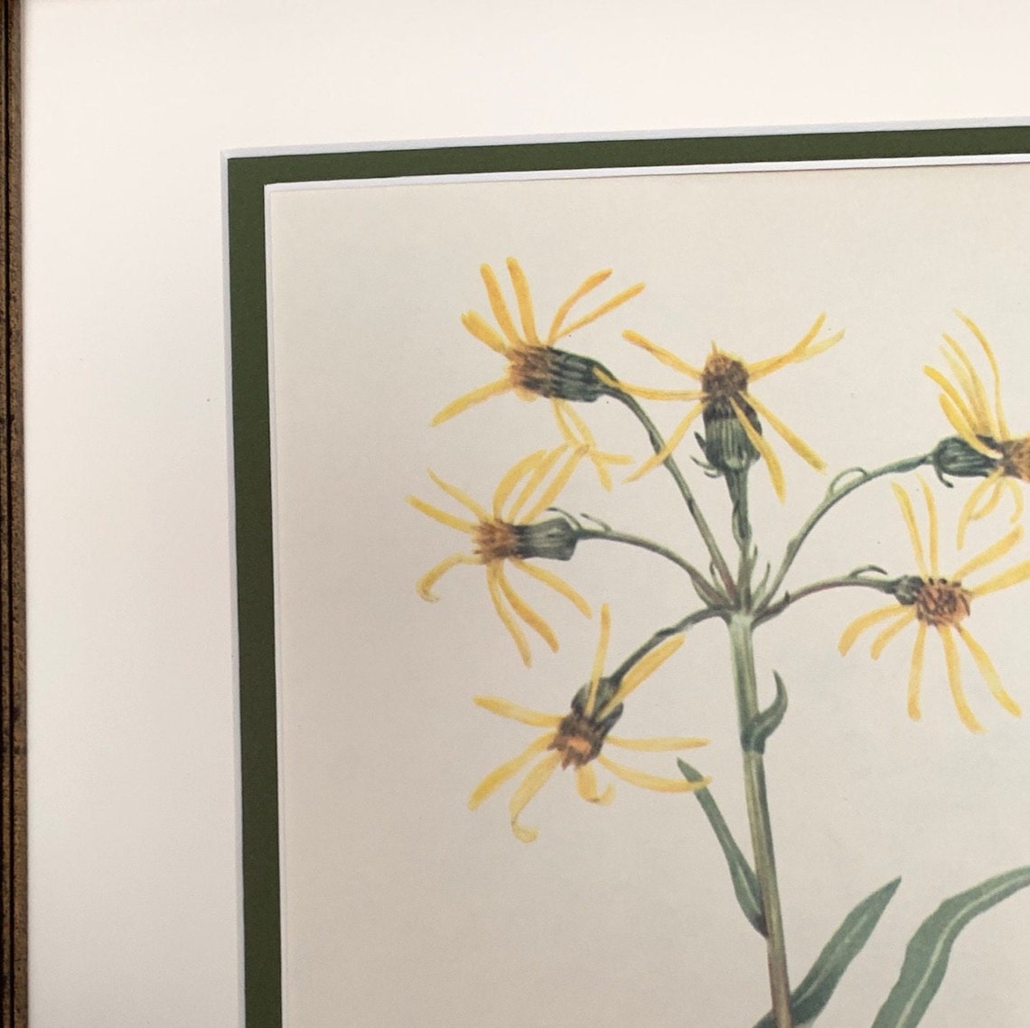 Vintage Botanical Prints Set of 2gold Framed Original Wild - Etsy