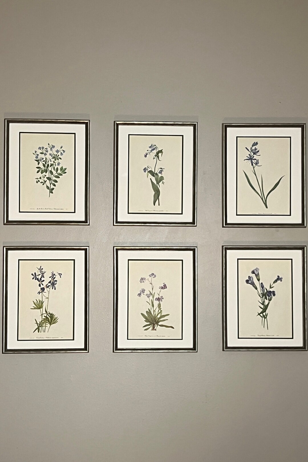 Silver Framed Botanical Prints, Set of 6, Blue Wild Flower Botanical ...