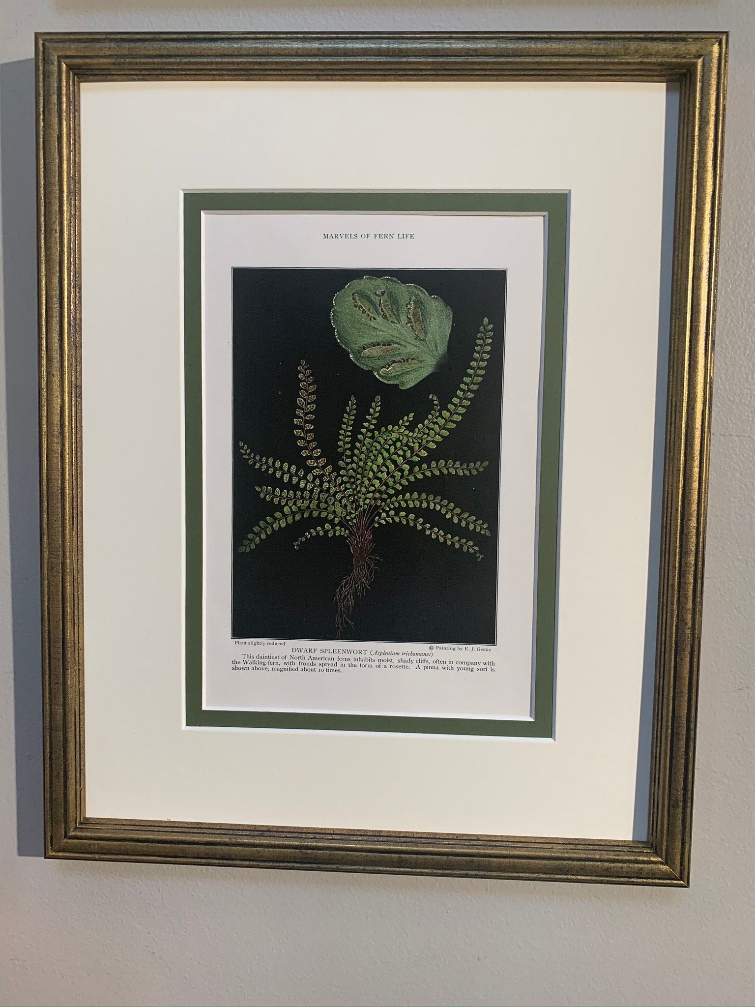 Vintage Botanical Prints Framed Fern Set of 2 Botanicals - Etsy Singapore