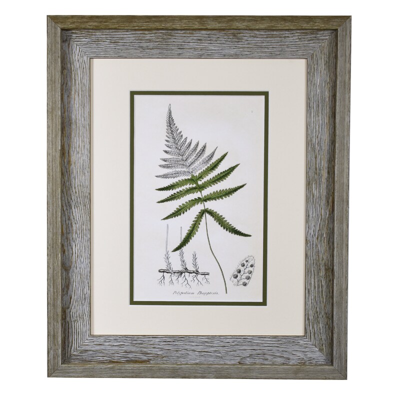 Vintage Botanical Prints Framed Set of 4 Fern Prints Rustic - Etsy
