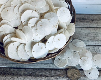 Beach Sand Dollar | Etsy